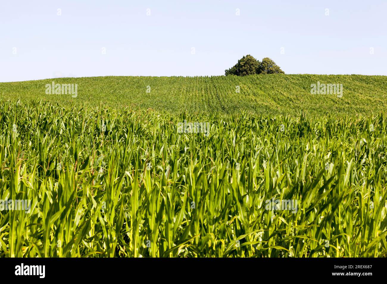 landscape green corn sprouts in spring or summer, corn on an ...