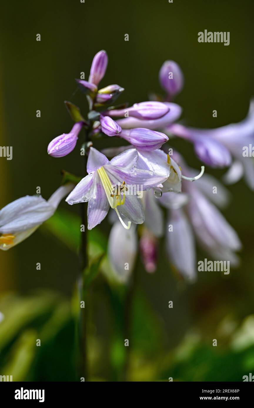 Hosta ( Agavoideae) plant in bloom in Brighton small garden in summer ...