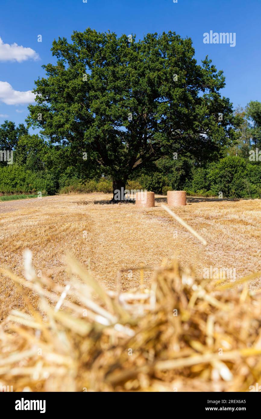 an agricultural field with an oak tree and haystacks after the wheat ...