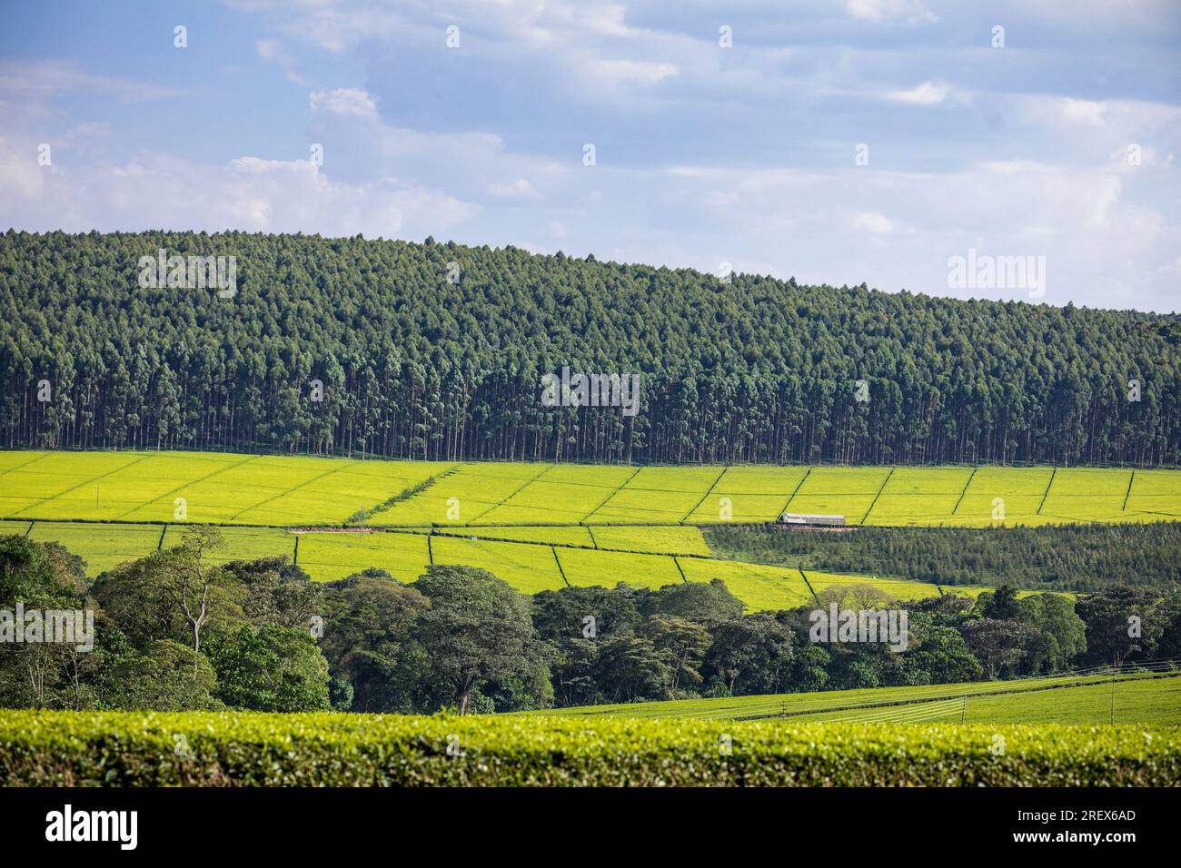 Kericho County Tea leaves farm estate plantations in Kiambu County ...