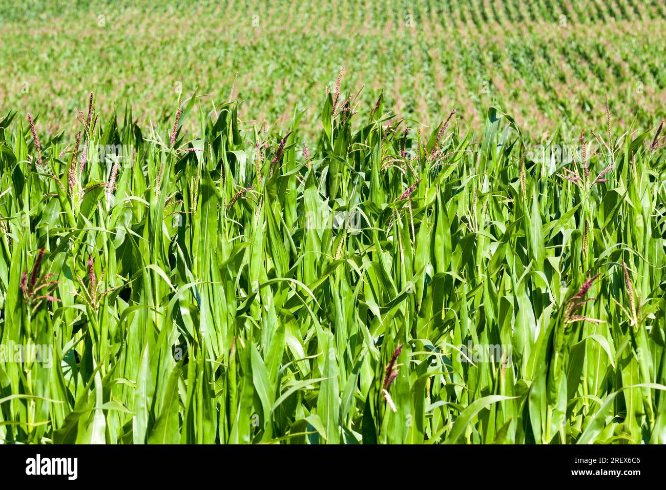 agricultural activities related to the cultivation of sweet corn ...