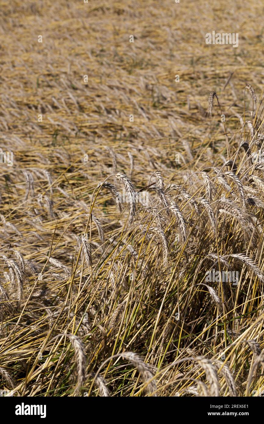 Mature yellowed cereals on agricultural land, farming for yield and ...