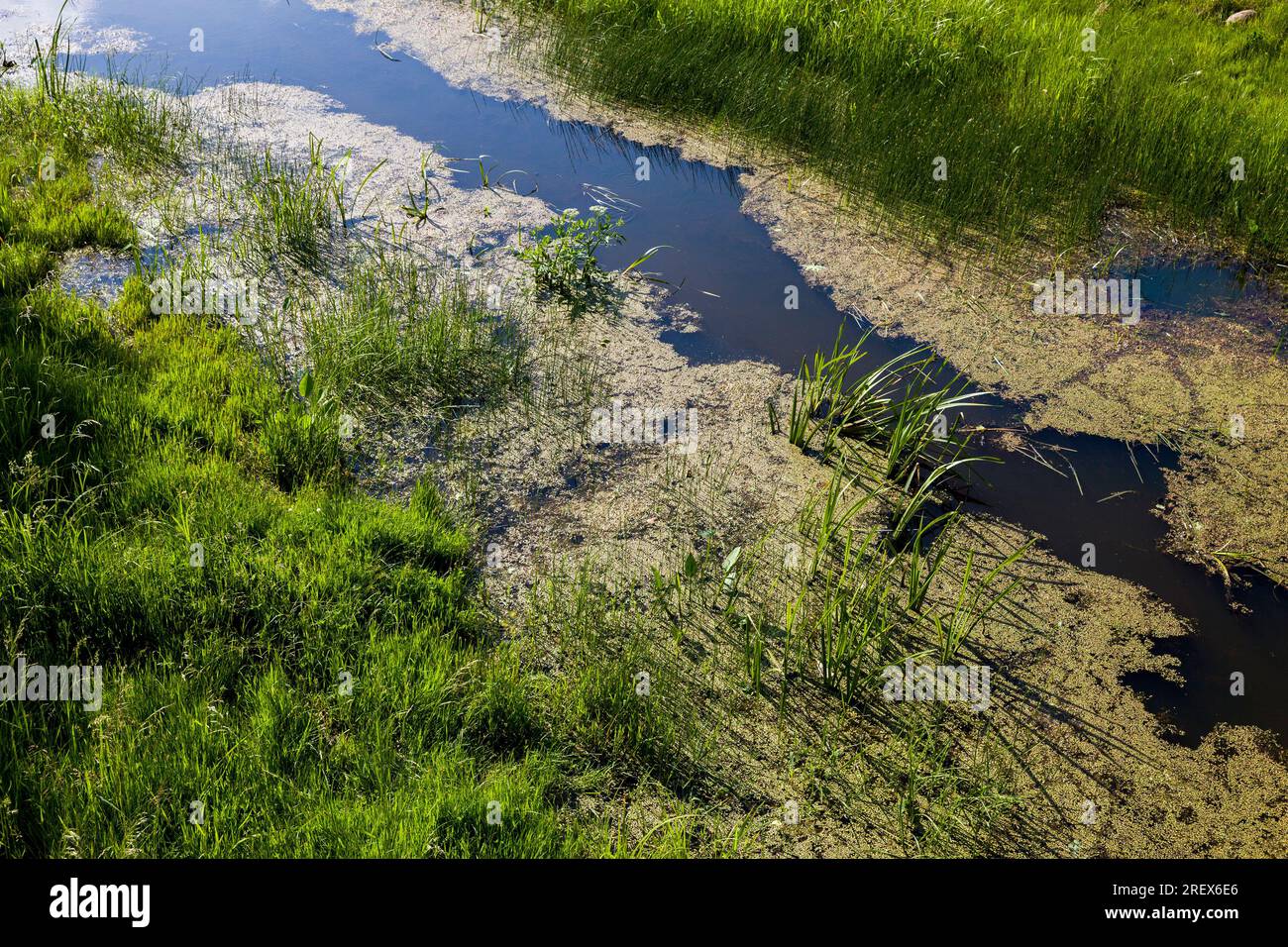 dirty water in a lake or river in the summer or spring season, wildlife ...