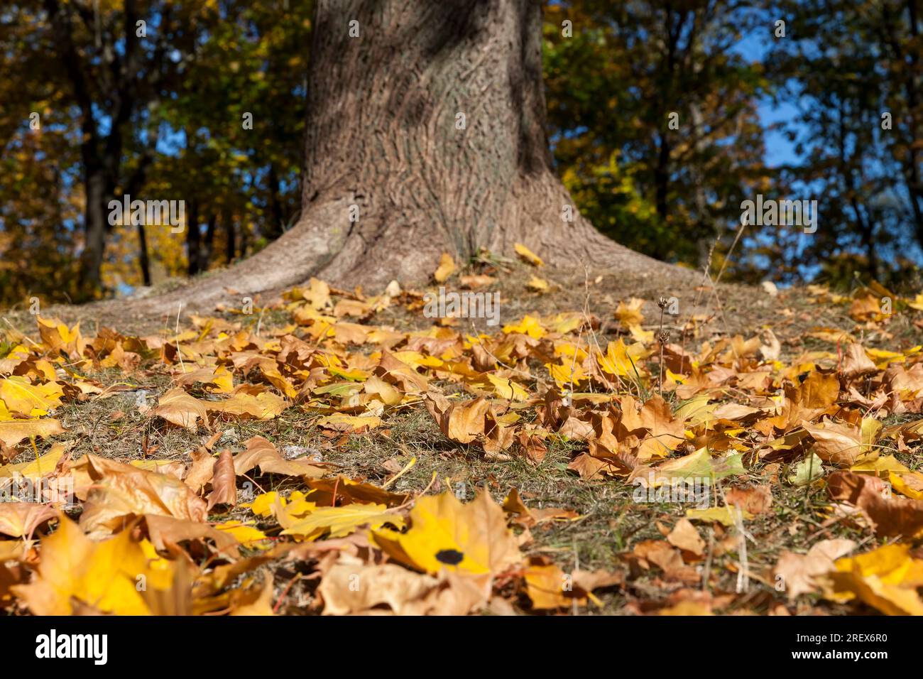 deciduous oak trees in the forest or in the Park in autumn leaf fall ...