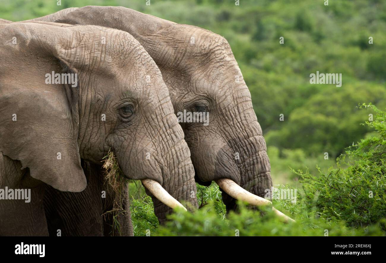 Two head elephant hi-res stock photography and images - Alamy