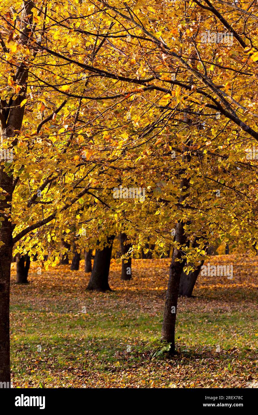 changing the color of maple in the autumn season, the foliage of the ...