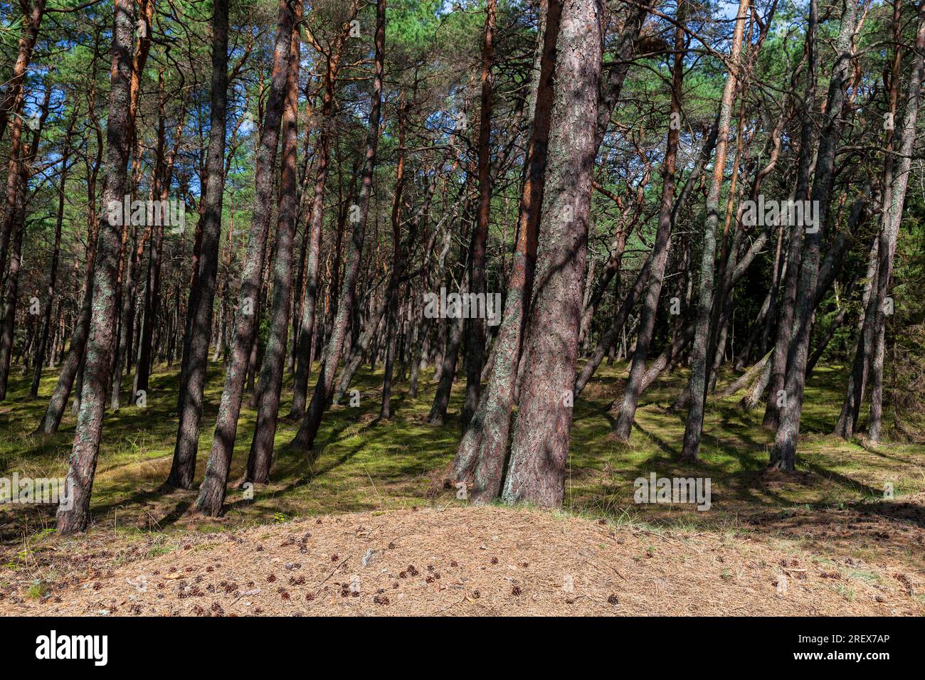 real nature with trees and grass in summer , Beautiful nature to watch ...