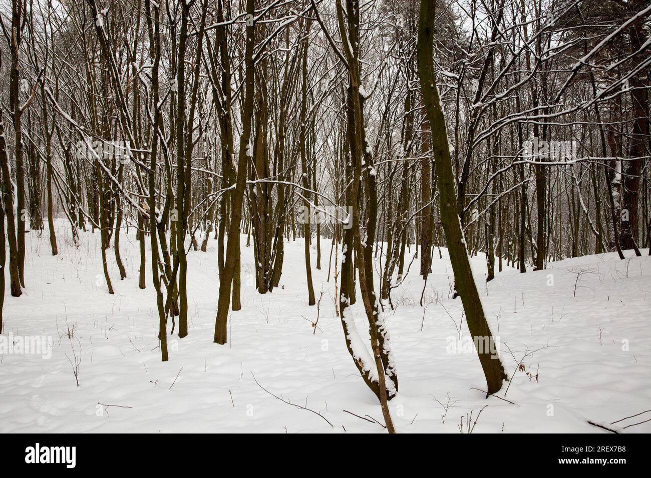 deep snow drifts and trees after the last snowfall, trees and winter ...