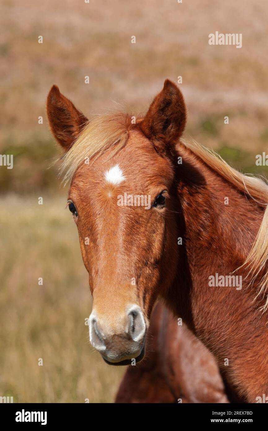 Portrait of chestnut horse head Stock Photo - Alamy
