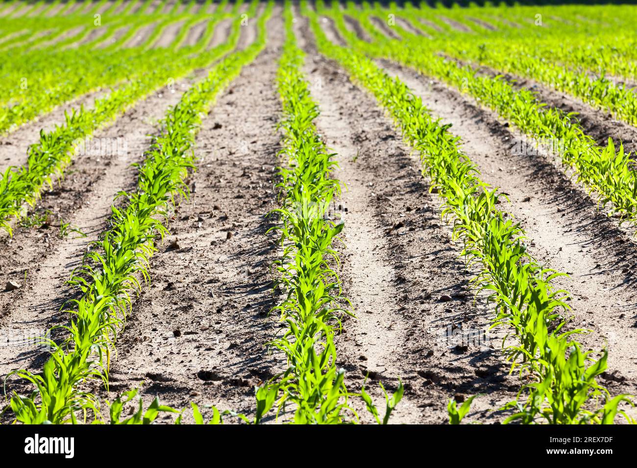young corn sprouts in the spring season, green corn in the agricultural ...