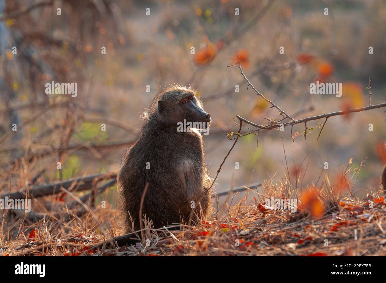 Baboon sitting alone in the late afternoon sun Stock Photo - Alamy