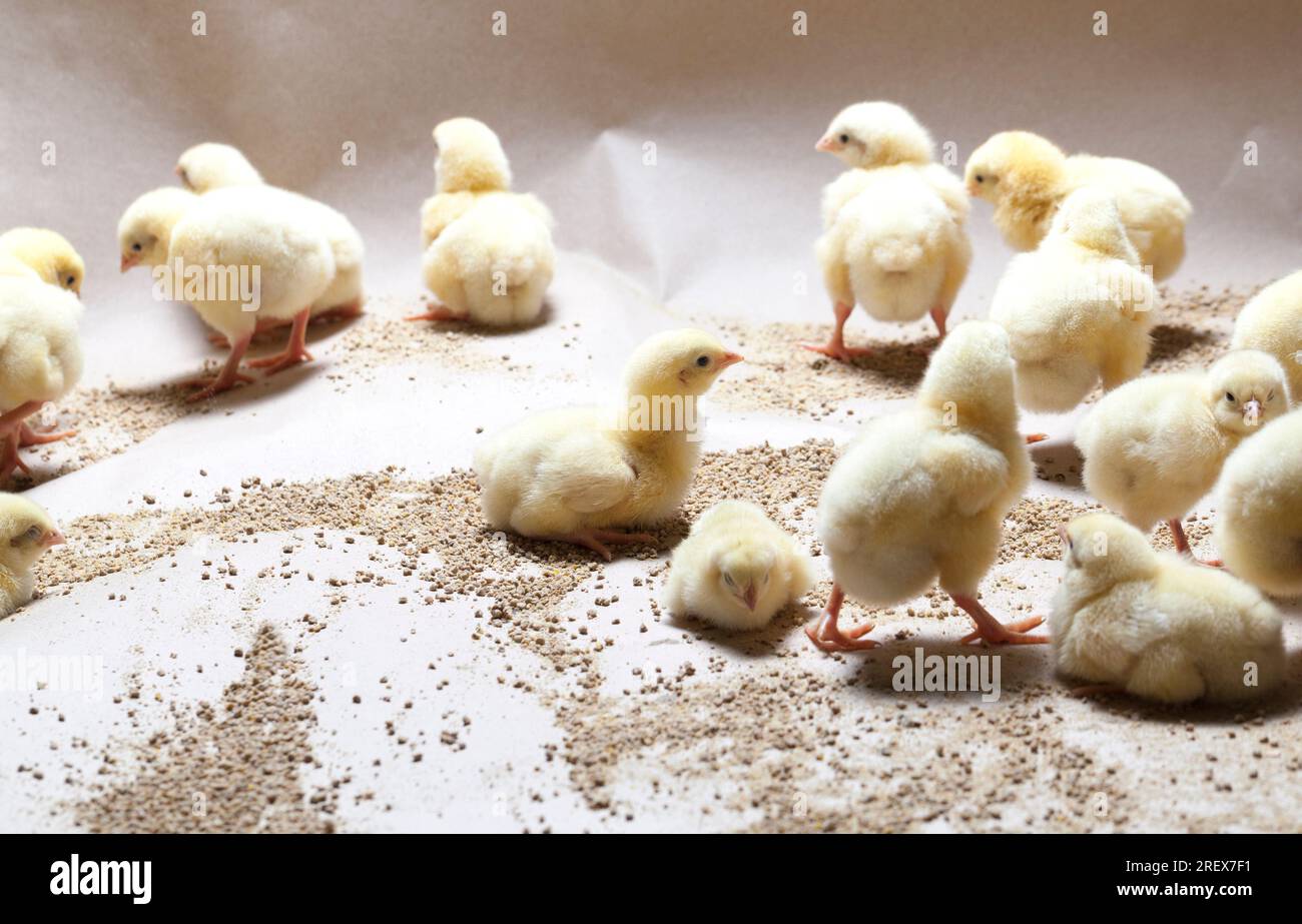 genetically modified improved white meat chicken chicks at a poultry ...