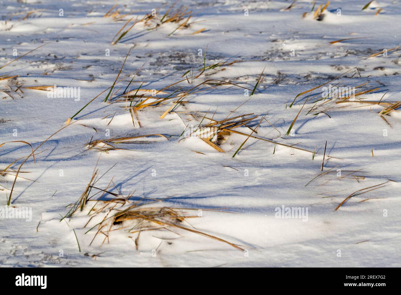 snow that fell during a snowfall and dry grass, snowfall in winter and ...
