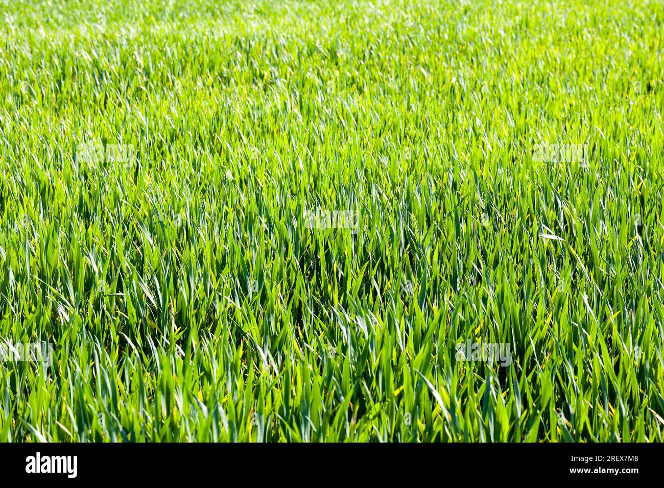 Lush green grass grows on hi-res stock photography and images - Alamy