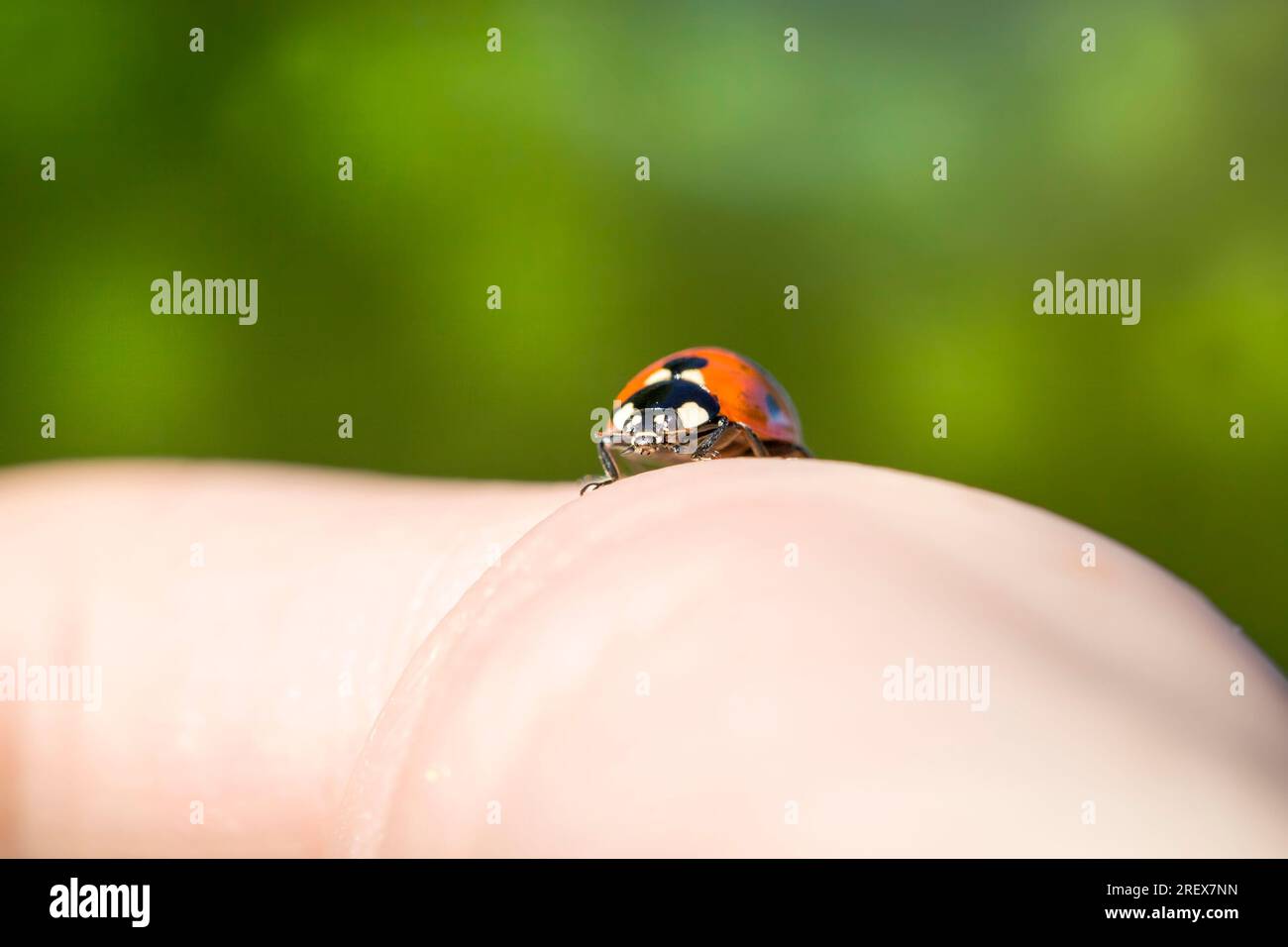 red colored ladybug insect crawling on a person's hand, an insect that ...