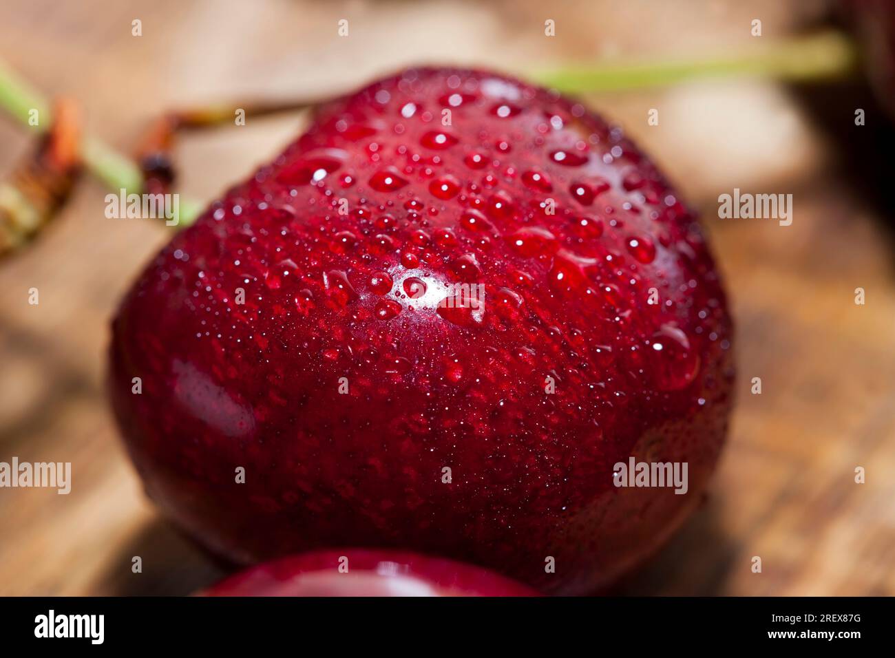 delicious sweet cherries covered with water droplets, harvested sweet ...