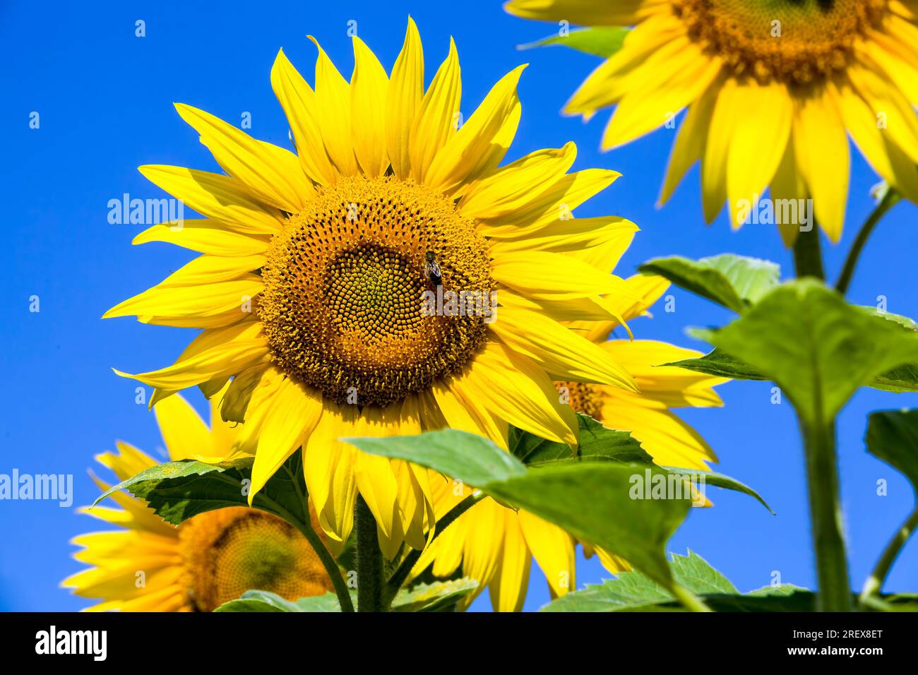 group flower of beautiful yellow annual sunflower in the field, farming ...