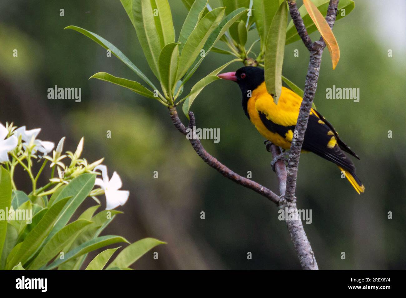 A black hooded Oriole in Sri Lanka. High quality photo from a beautiful ...