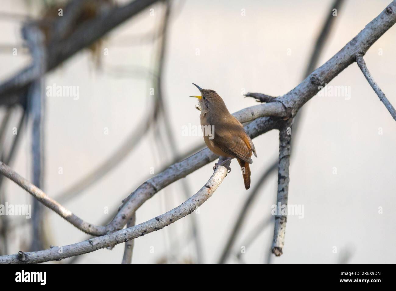 Garrincha chorona hi-res stock photography and images - Alamy