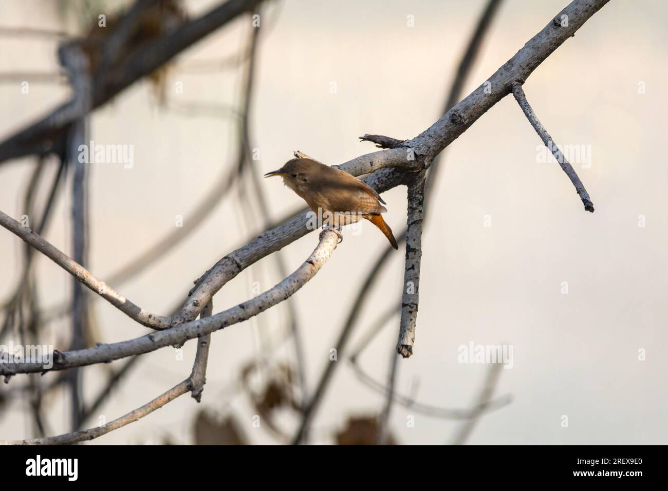 Garrincha chorona hi-res stock photography and images - Alamy