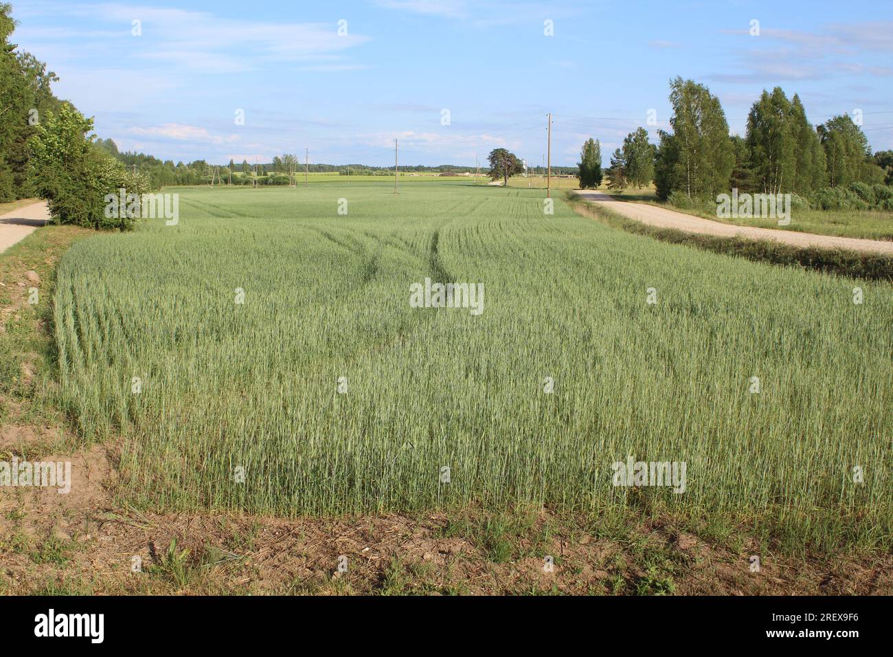 Narrow wheat field between two dirt roads in Akniste, Latvia Stock ...
