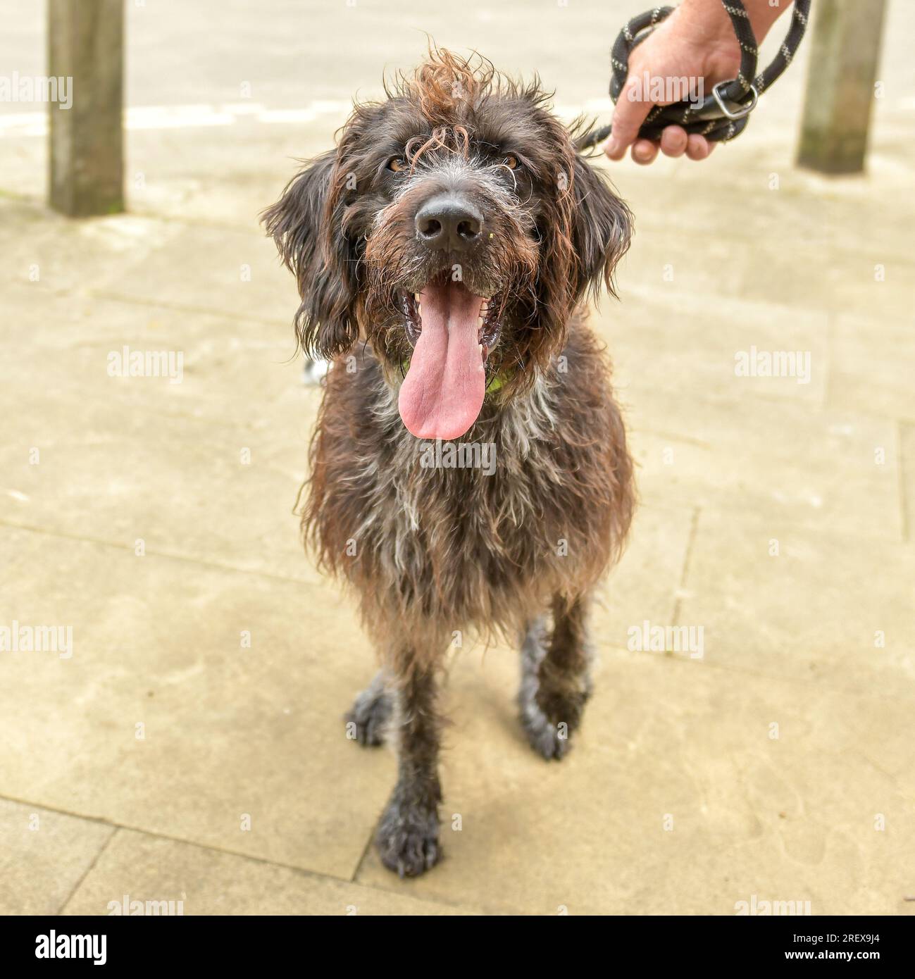 German wire haired pointer Stock Photo - Alamy