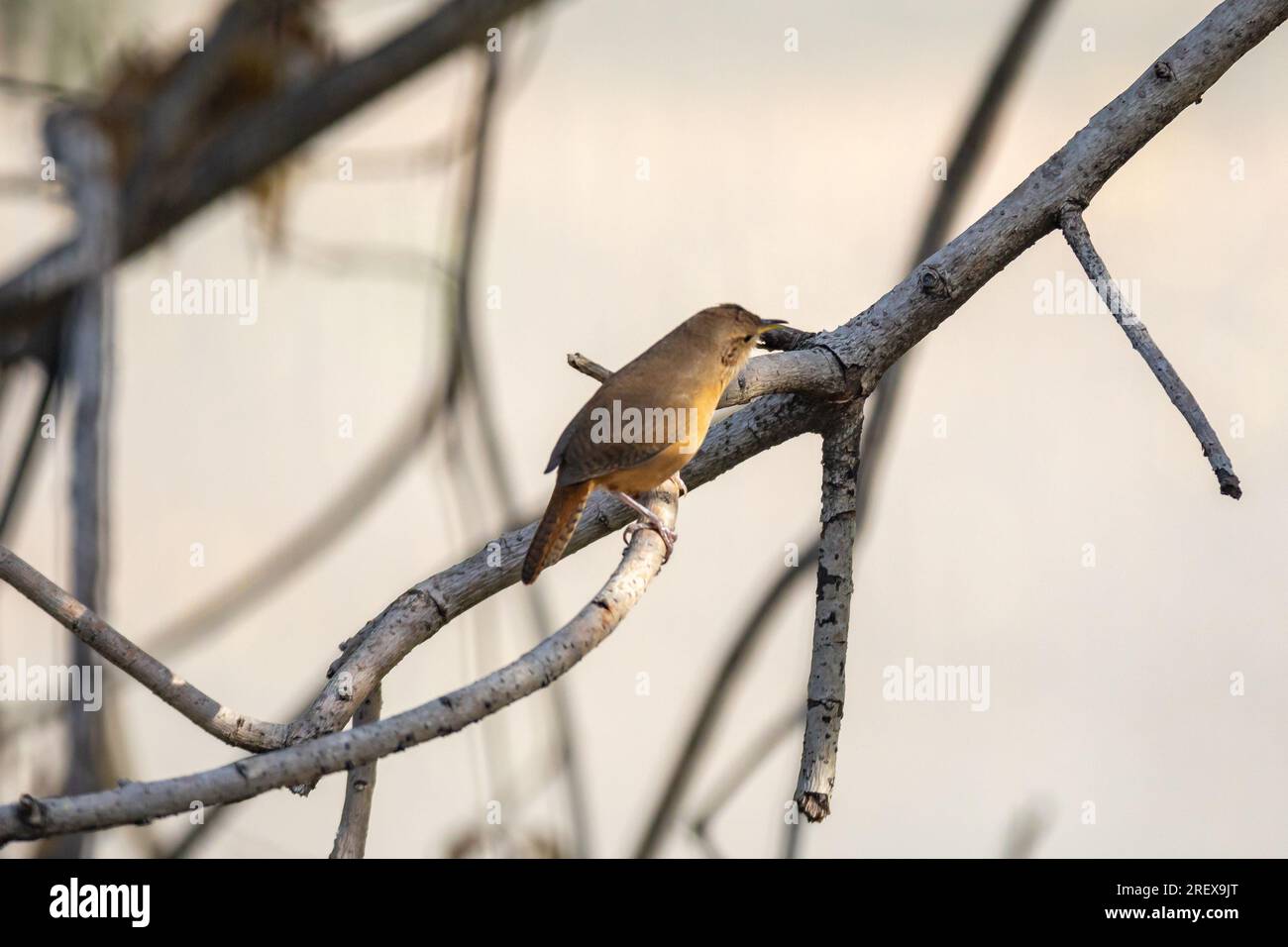 Garrincha chorona hi-res stock photography and images - Alamy