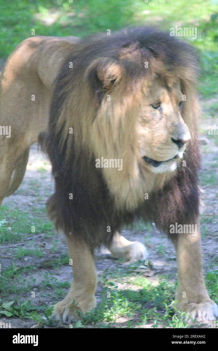 Lions muscular body hi-res stock photography and images - Alamy