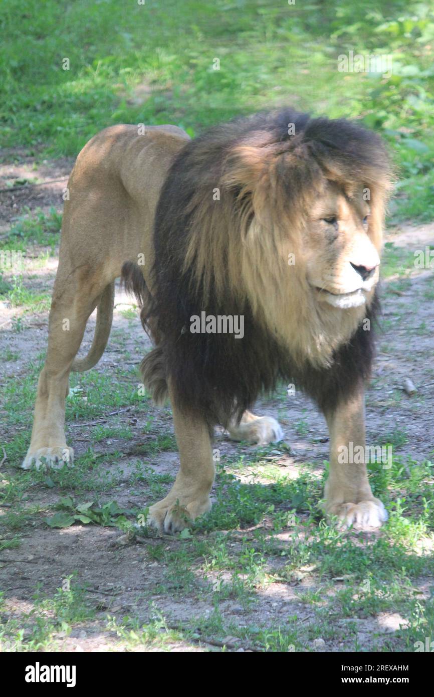 Lions muscular body hi-res stock photography and images - Alamy