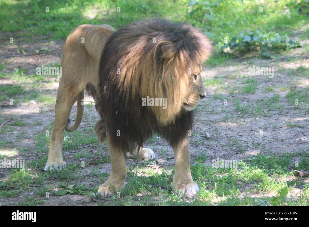 Lions muscular body hi-res stock photography and images - Alamy