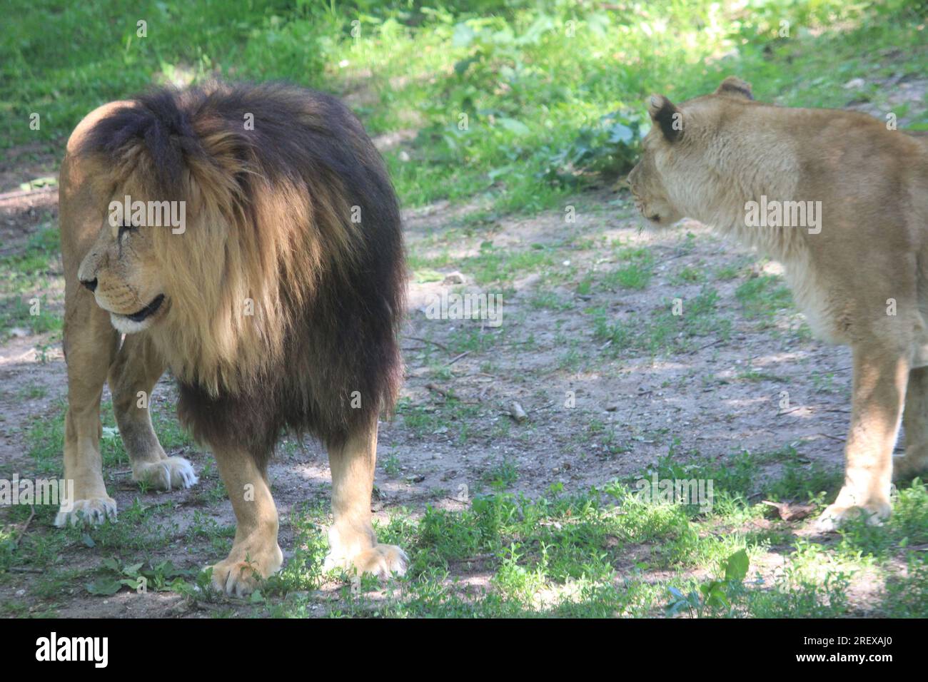 Lions muscular body hi-res stock photography and images - Alamy