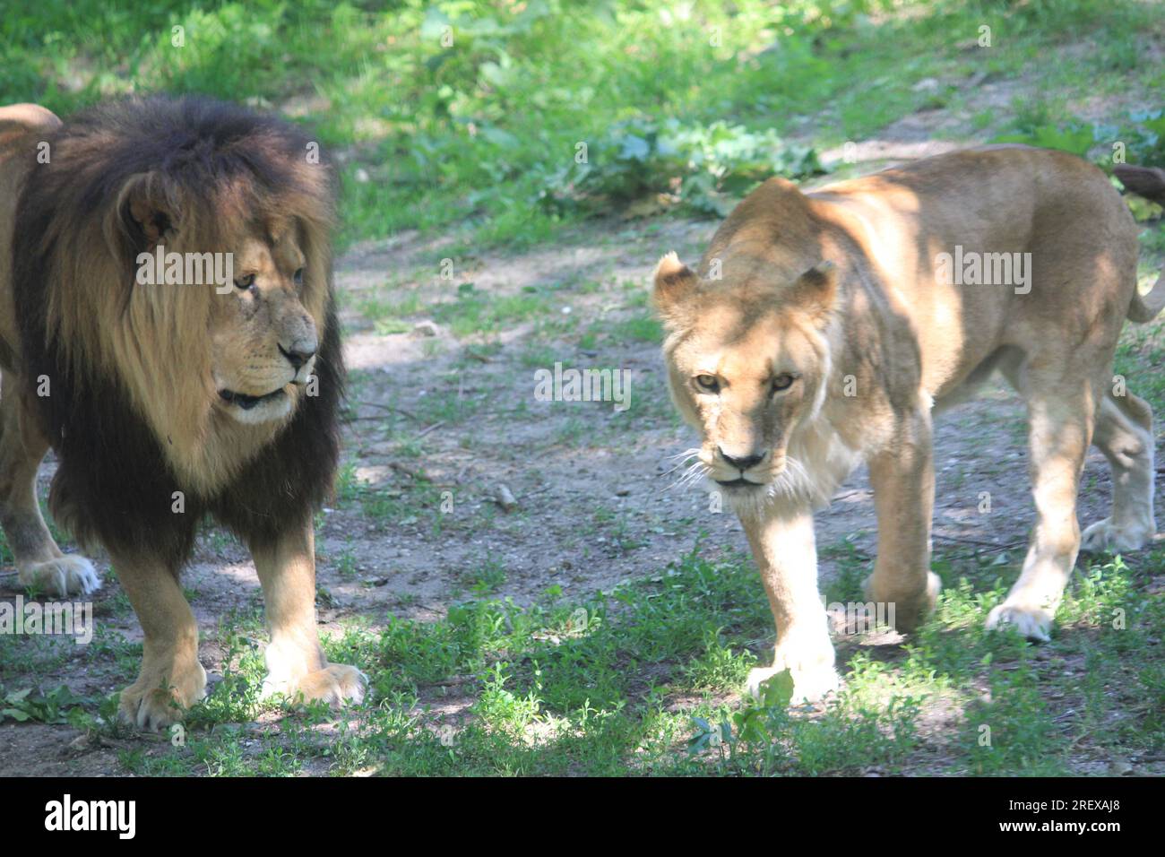 Lions muscular body hi-res stock photography and images - Alamy