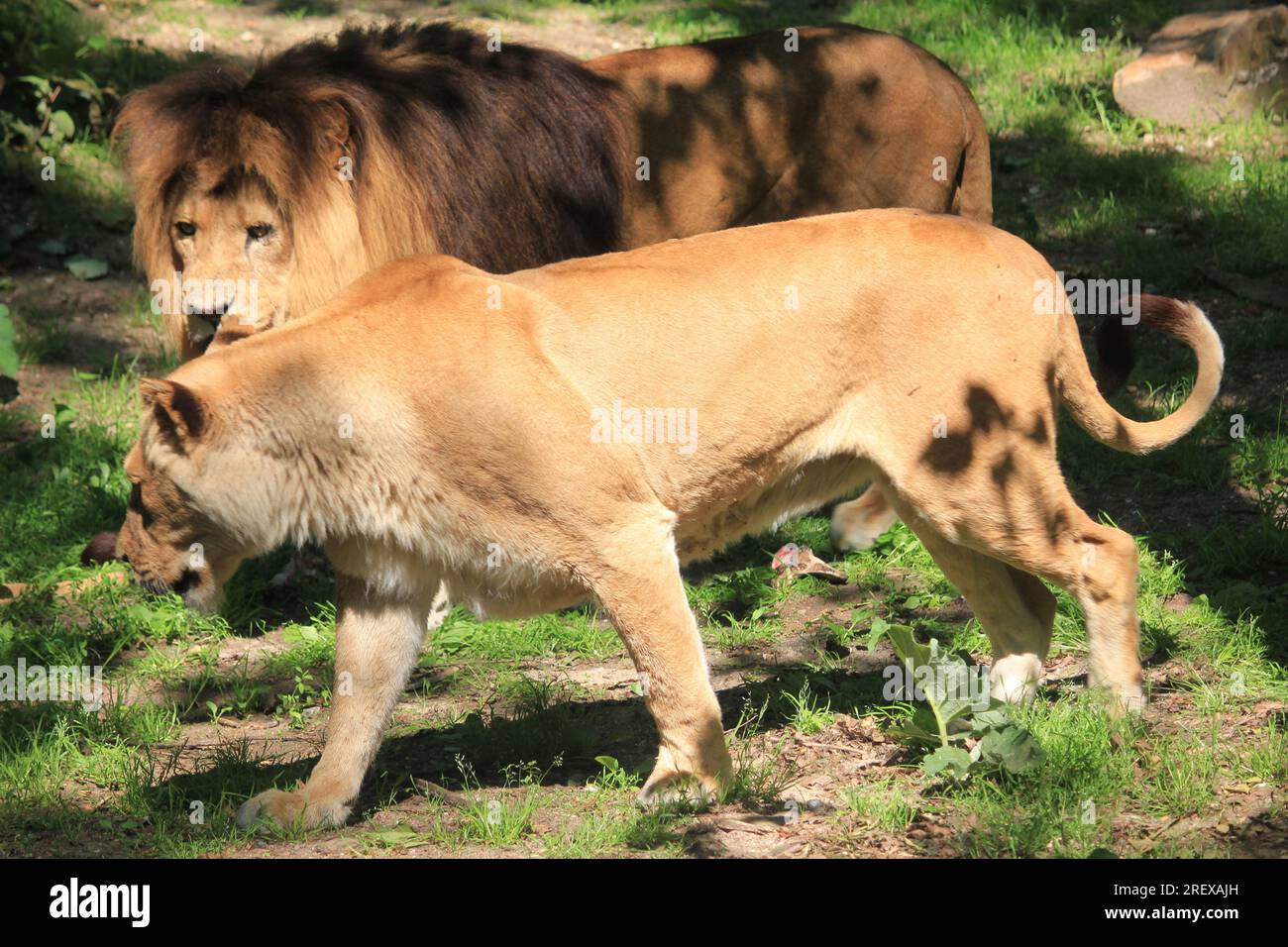 Lions muscular body hi-res stock photography and images - Alamy