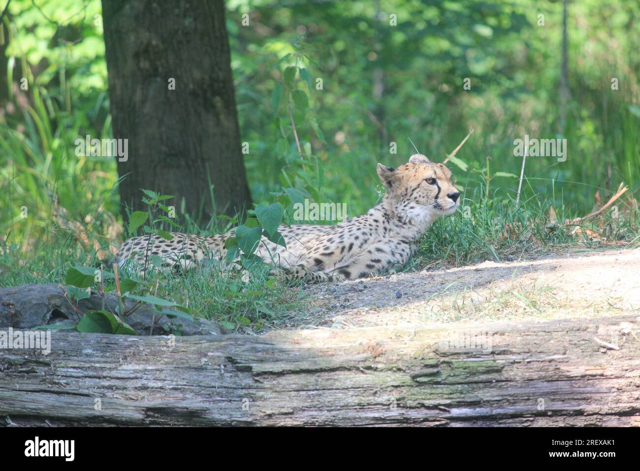 Cheetah kill antelope hi-res stock photography and images - Alamy
