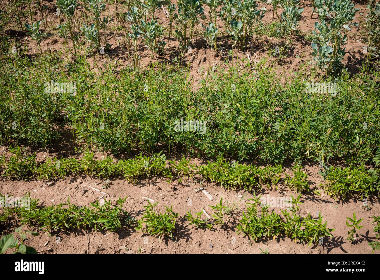 Shamba hi-res stock photography and images - Alamy