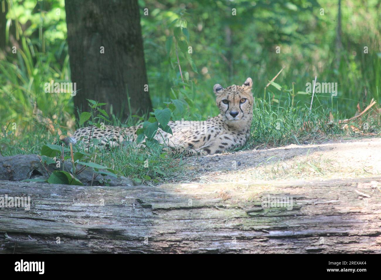 Cheetah and zebras hi-res stock photography and images - Alamy