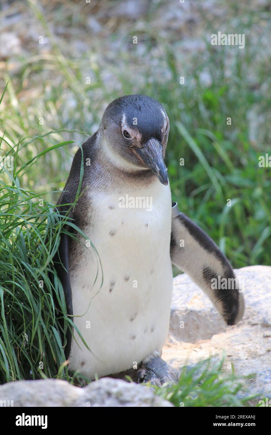 Penguin like birds hi-res stock photography and images - Alamy