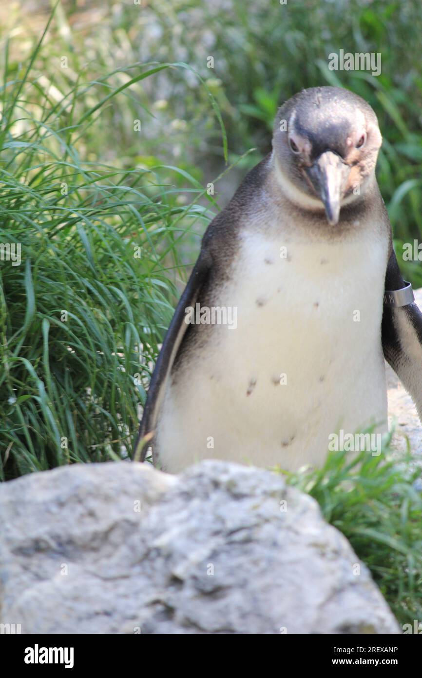Penguin like birds hi-res stock photography and images - Alamy