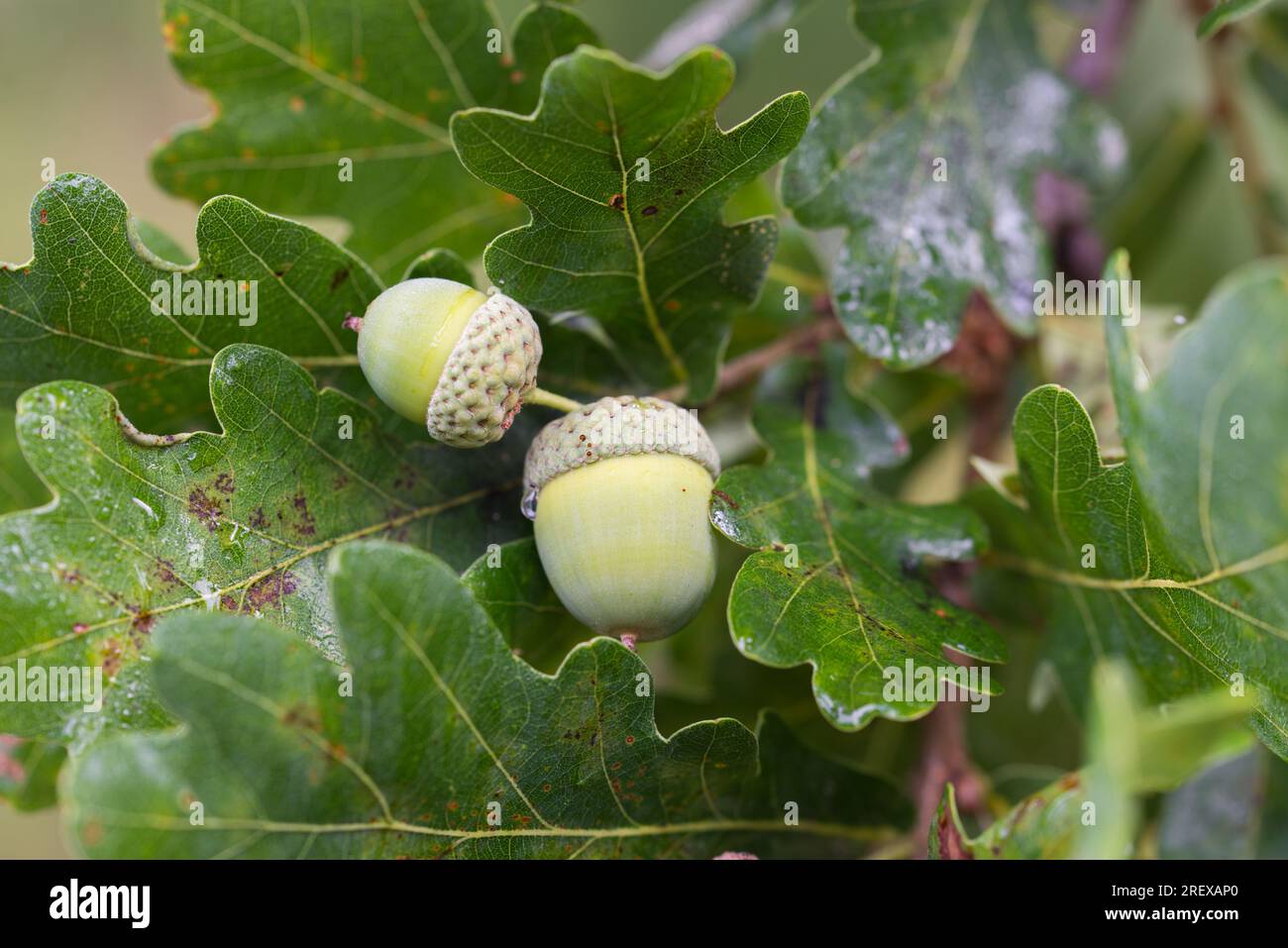 Acorns growing on oak tree hi-res stock photography and images - Alamy