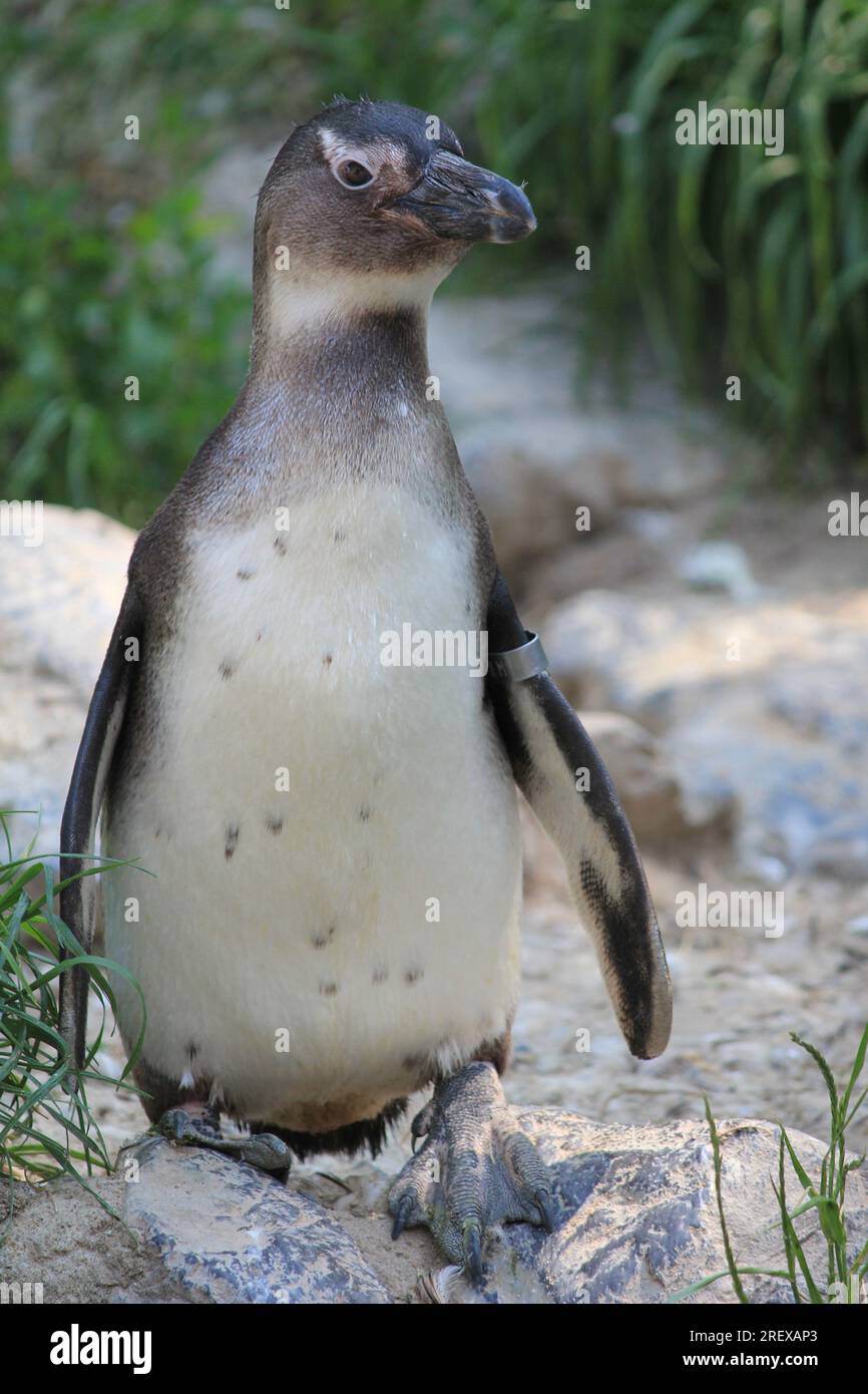 Penguin like birds hi-res stock photography and images - Alamy