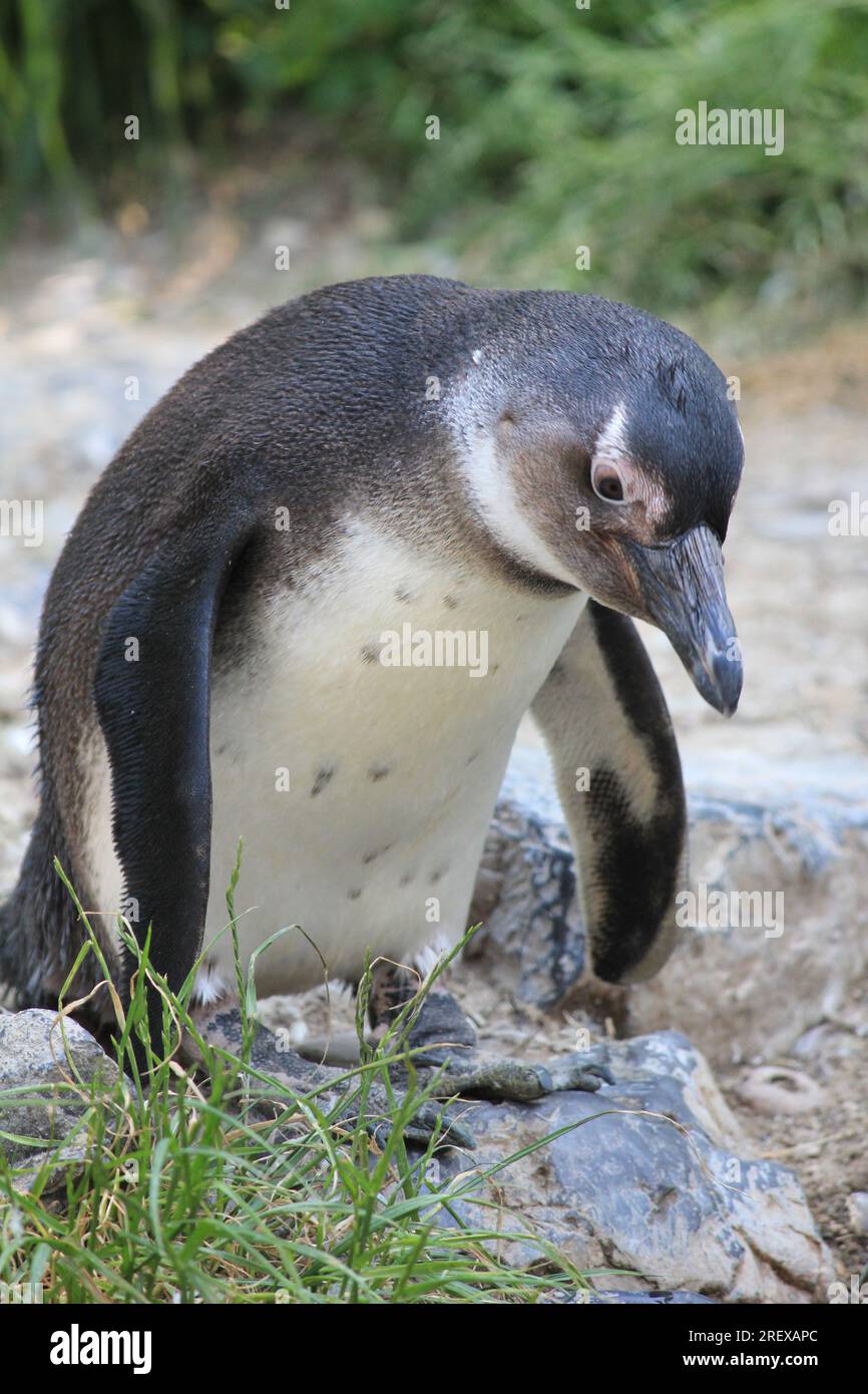 African penguin fish south africa hi-res stock photography and images ...