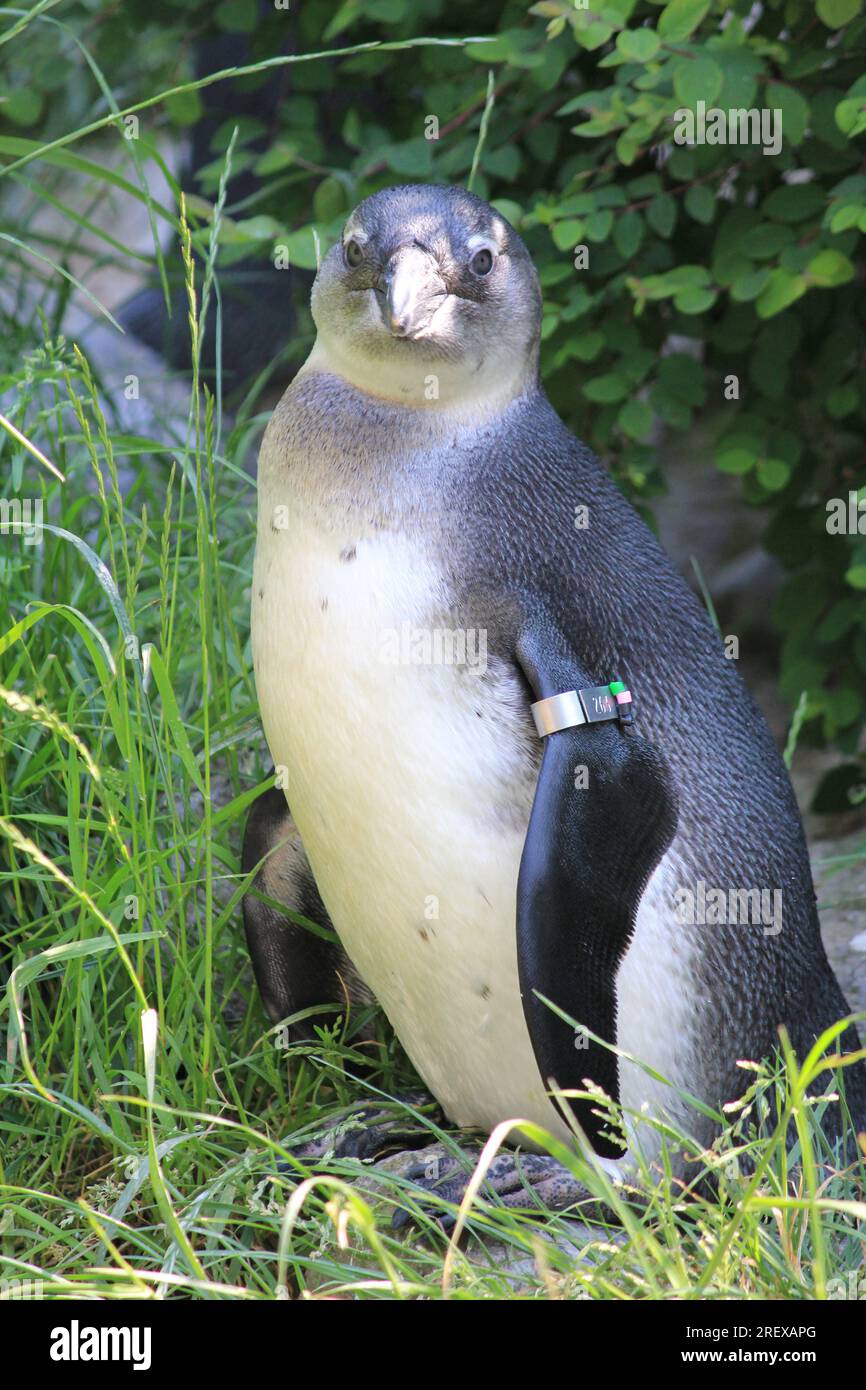 Sardines south africa beach hi-res stock photography and images - Alamy