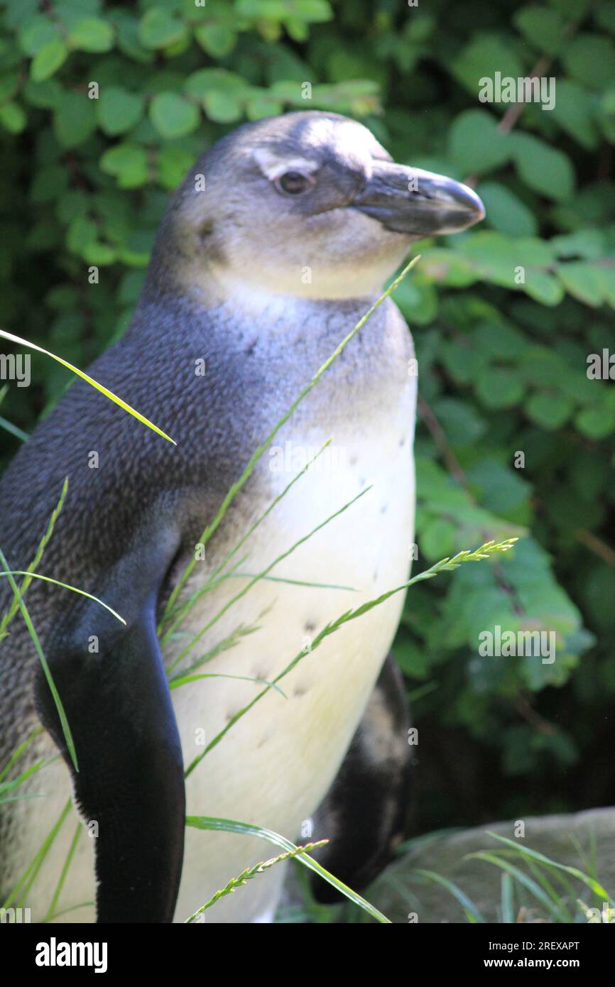 African penguin fish south africa hi-res stock photography and images ...