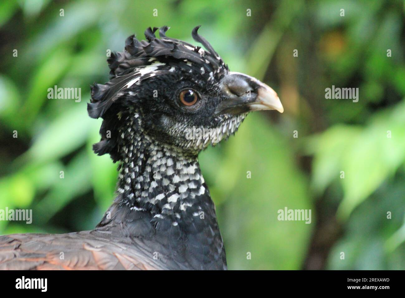 Vulnerable curassow hi-res stock photography and images - Alamy