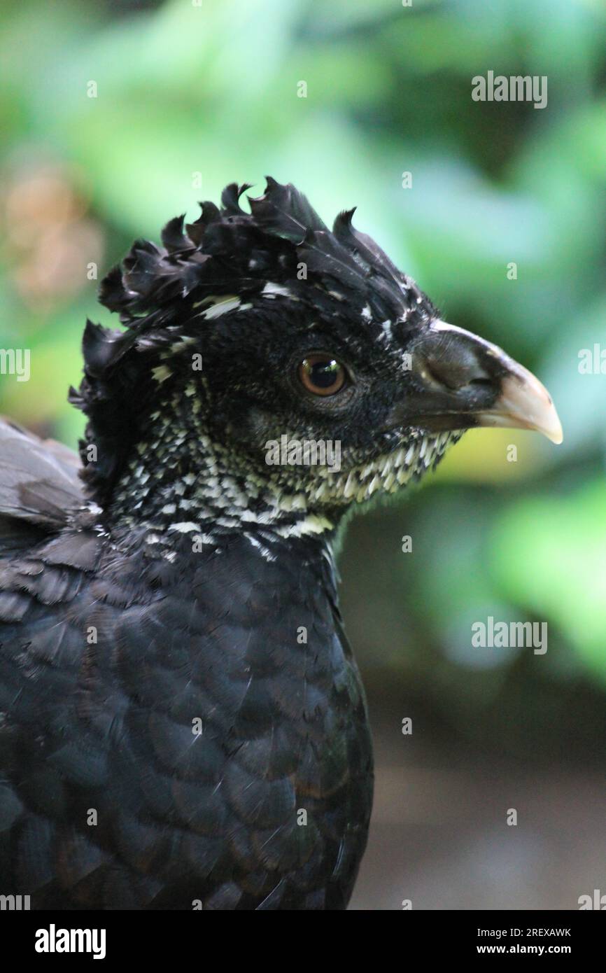 Vulnerable curassow hi-res stock photography and images - Alamy