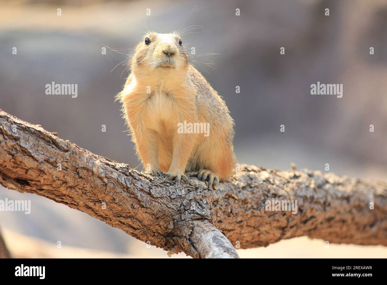 Prairie dogs digging hi-res stock photography and images - Alamy