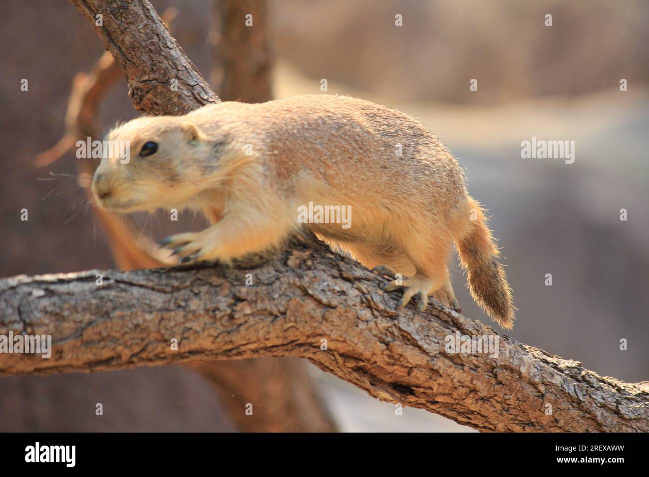 Black-tailed prairie dog Stock Photo - Alamy
