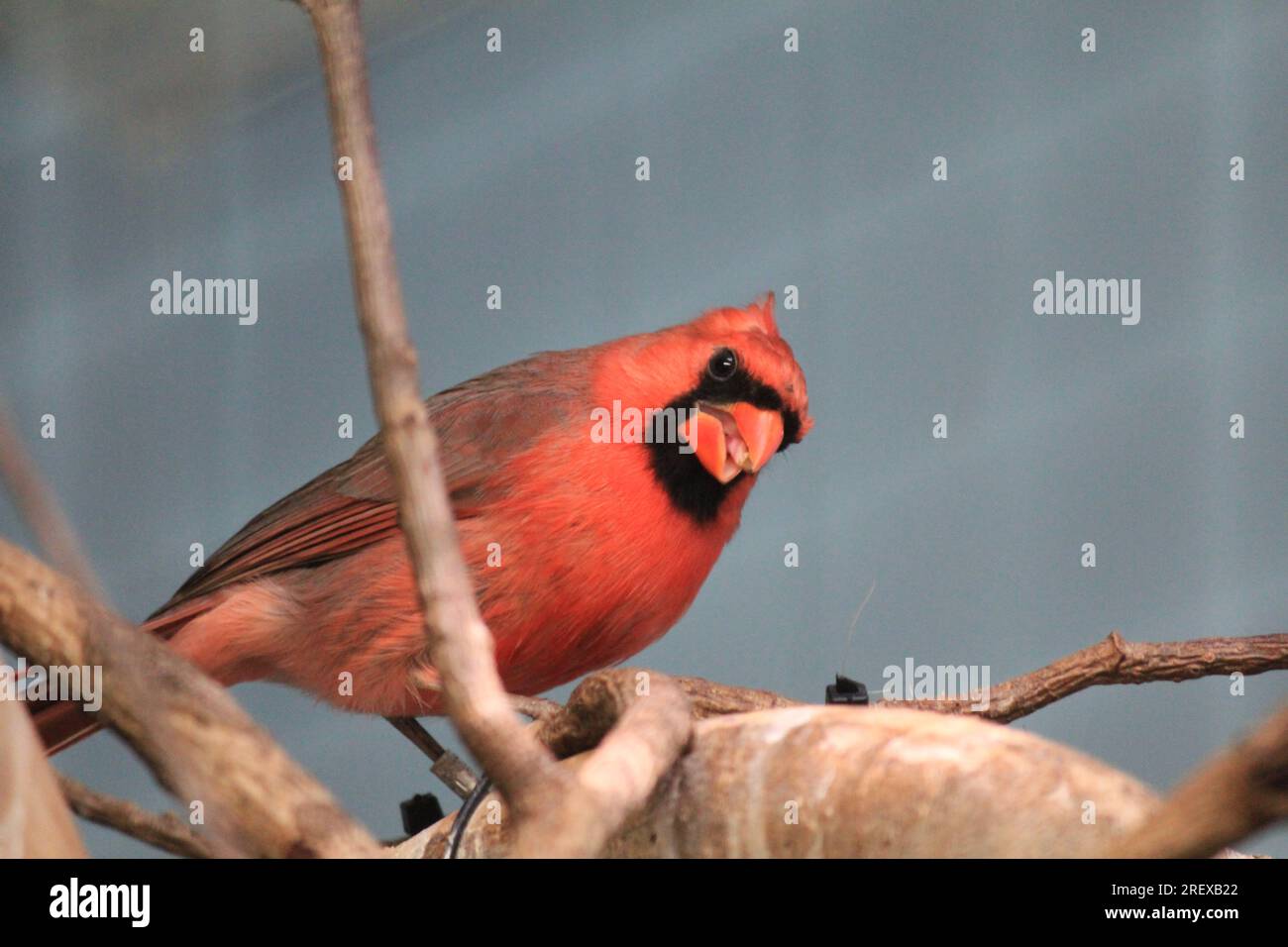 Molting northern cardinal hi-res stock photography and images - Alamy