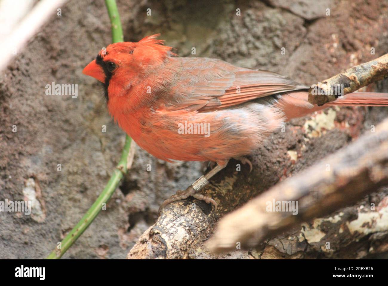 Molting northern cardinal hi-res stock photography and images - Alamy