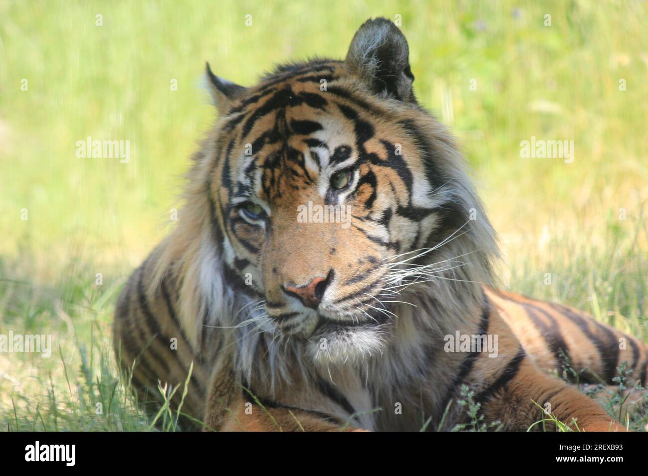 Sumatra peat swamp hi-res stock photography and images - Alamy